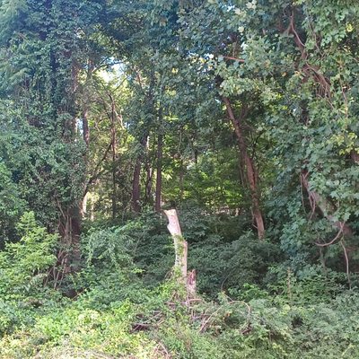 SPEEDWELL FORGE COUNTY PARK - Updated December 2025 - 15 Photos - 480 ...