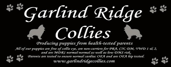 GARLIND RIDGE COLLIES - Updated May 2025 - Blanchardville, Wisconsin ...
