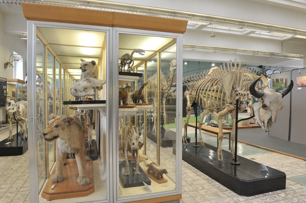 AQUARIUM-MUSÉUM UNIVERSITAIRE DE LIÈGE - 15 Photos - Liège, Liège ...