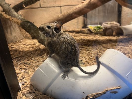 BRIGHT’S ZOO - Updated January 2026 - 95 Photos & 39 Reviews - 3425 Hwy ...