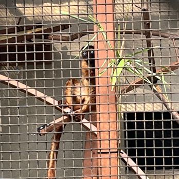 DUKE UNIVERSITY LEMUR CENTER - Updated December 2025 - 394 Photos & 85 ...