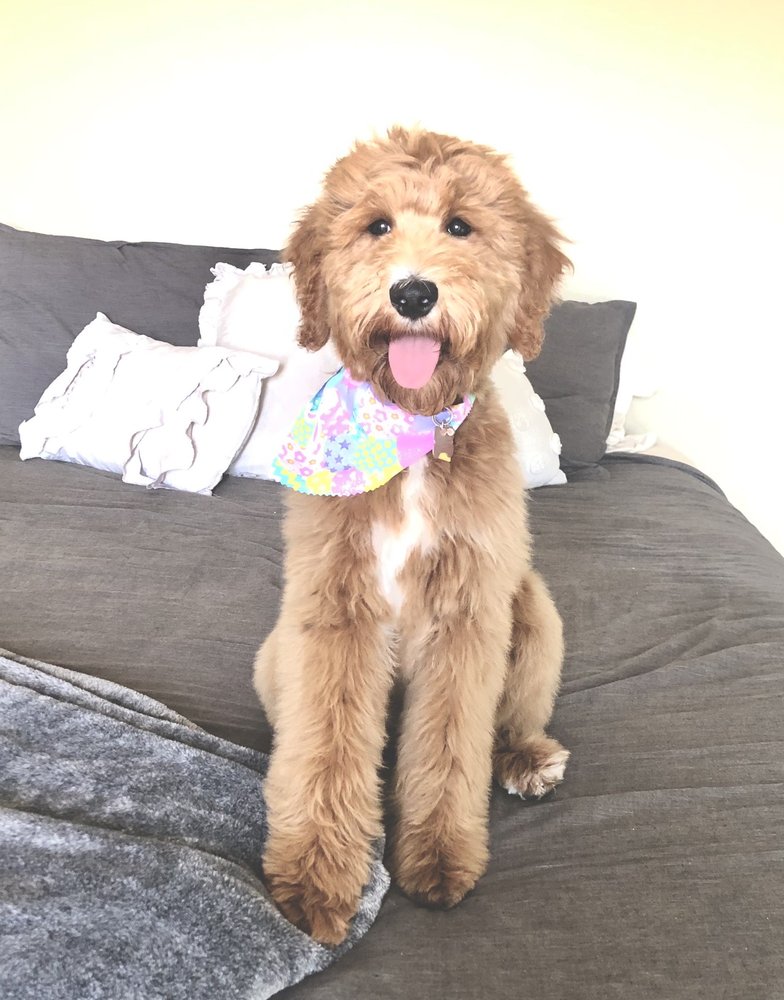 PINK PAWS MOBILE PET SPA - Updated January 2026 - Santa ana, California ...