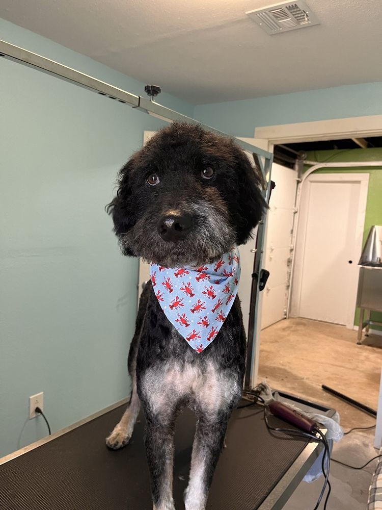 GEEZ LOUISE DOG GROOMING - Updated July 2024 - 31 Photos - 19658 US ...