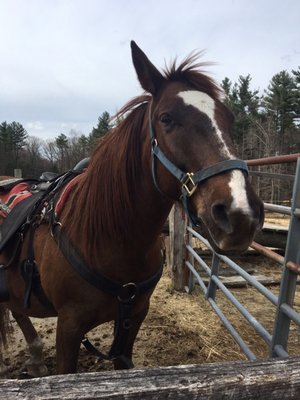 BOBBY’S RANCH - 84 Photos & 83 Reviews - 6 Durkee Ln, Westford, MA - Yelp