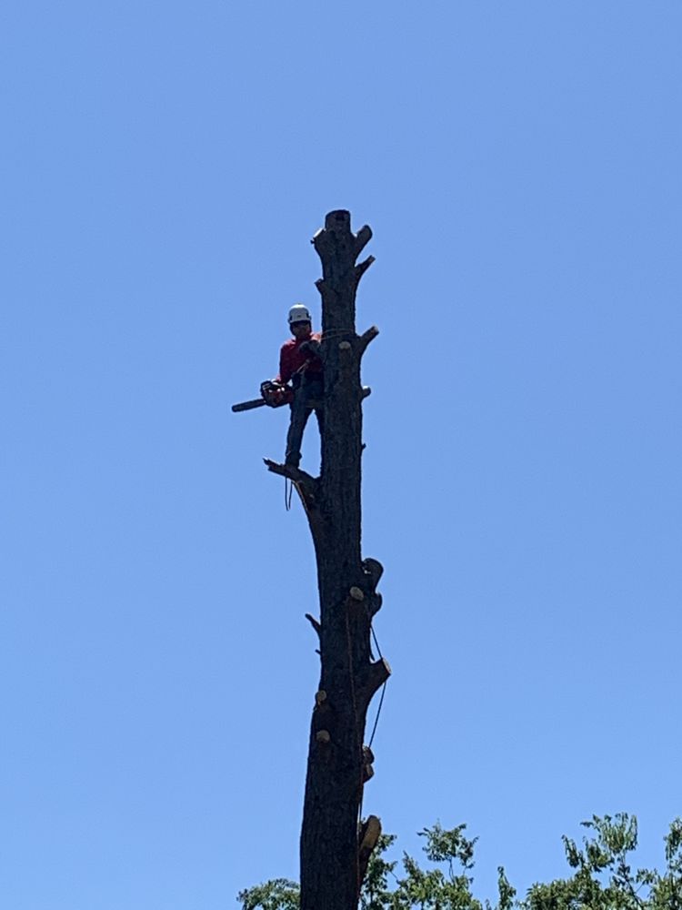 DALLAS TREE FLYING - Updated June 2024 - Dallas, Texas - Tree Services ...