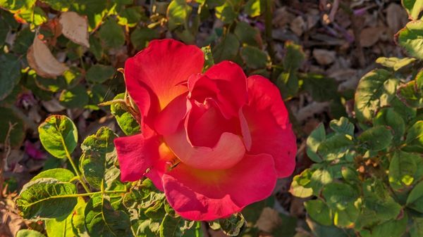 THE ROSE GARDEN AT MESA COMMUNITY COLLEGE - Updated September 2025 ...