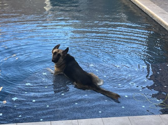 PIMA POOL PLASTERING - Updated December 2025 - 39 Photos & 25 Reviews ...