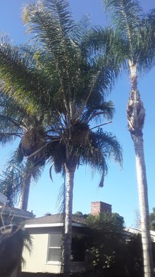 ARBOL TREE SERVICE - Updated July 2025 - 17 Photos - Huntington Park ...