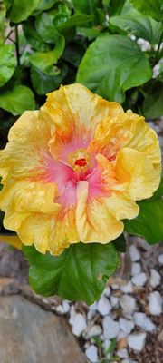 FANCY HIBISCUS - Updated September 2025 - 1142 SW 1st Ave, Pompano ...