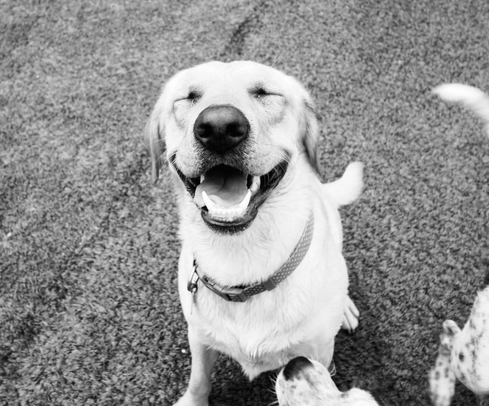 TAIL COMMAND - Updated December 2025 - 10 Reviews - 2861 Stanton St ...