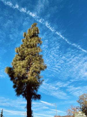 EL CARISO PARK - Updated January 2025 - 103 Photos & 51 Reviews - 13100 ...