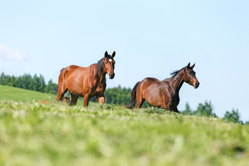 WOODLAND STABLES, LLC - Updated December 2025 - 663 Kennedy St, Honey ...