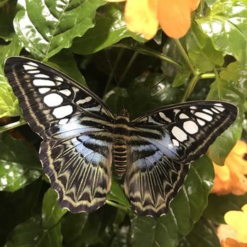 THE SMITHSONIAN BUTTERFLY HABITAT GARDEN - Updated December 2025 - 51 ...