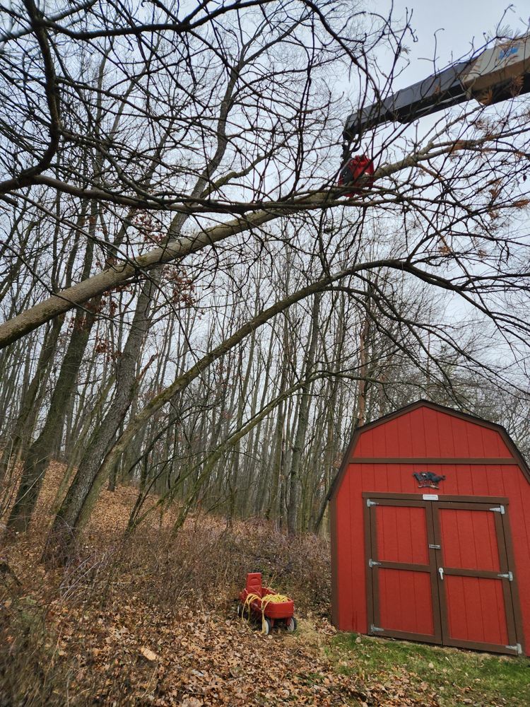 TREE WISE MEN - 4332 E County Rd O, Janesville, Wisconsin - Tree ...