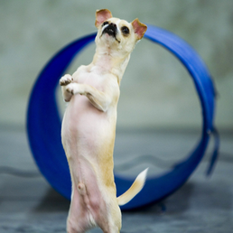 Zoom Room Reviews | Read Customer Service Reviews of zoomroom.com