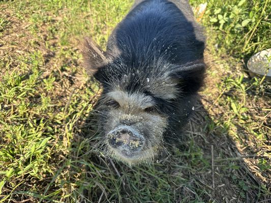 CLOVER RIDGE FARMS - Updated June 2024 - 8205 Adamsville Otsego Rd ...