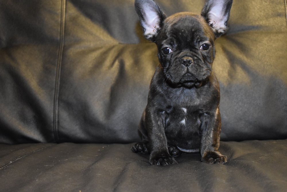 ENGLISH & FRENCH BULLDOGS - CALIFORNIA BULLDOG ASSOCIATION - Updated ...