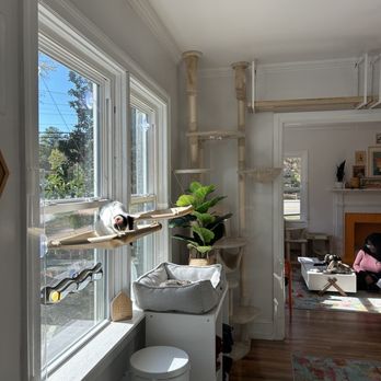 RIGHT MEOW CAT CAFE - Updated December 2025 - 175 Photos & 50 Reviews ...