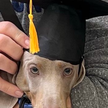 KARMA DOG TRAINING - Updated June 2024 - 615 Photos & 871 Reviews - Los ...