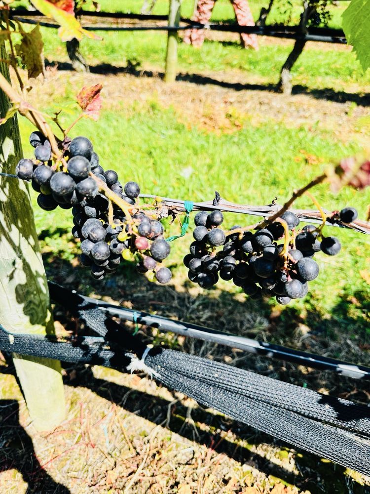 RAPHAEL VINEYARD AND WINERY - Updated June 2026 - 409 Photos & 187 ...