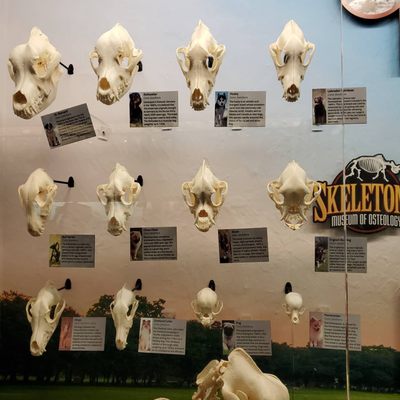 SKELETONS MUSEUM OF OSTEOLOGY - 521 Photos & 143 Reviews - 10301 S ...