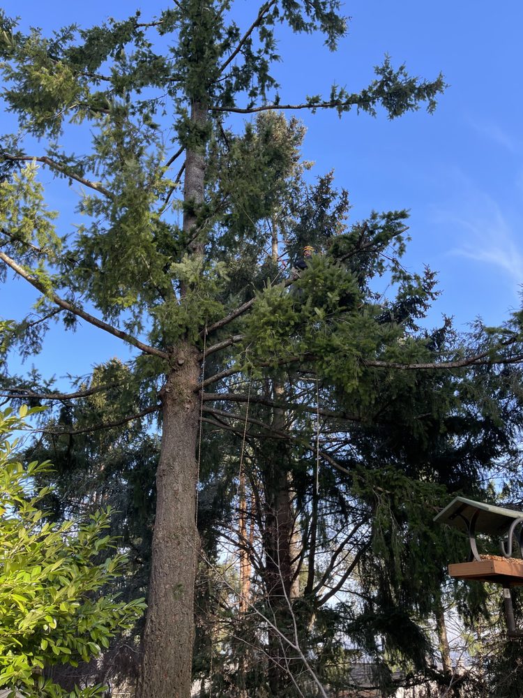 MARTINEZ TREE CARE - Updated July 2024 - Salem, Oregon - Tree Services ...