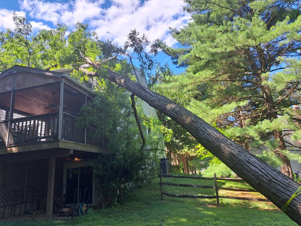 EXCEL TREE EXPERTS - Updated October 2025 - 14 Photos & 10 Reviews ...