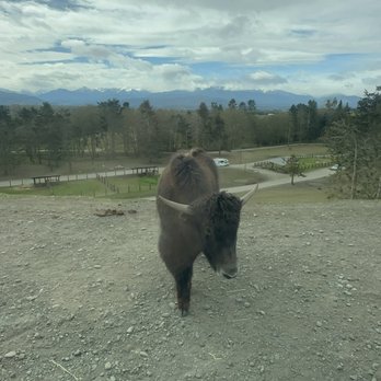 OLYMPIC GAME FARM - Updated July 2024 - 785 Photos & 354 Reviews - 1423 ...