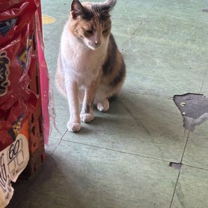 MEGA DULCES - Updated December 2025 - 13 Photos - Mutualismo y o Av. e ...