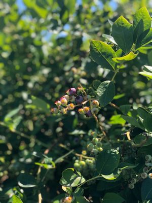 CHARLOTTE’S BLUEBERRY PARK - Updated July 2024 - 60 Photos & 19 Reviews ...