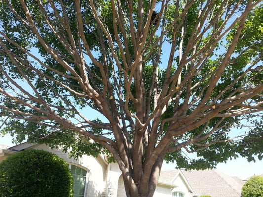 AFFORDABLE TREE CARE - Updated December 2025 - 36 Photos & 23 Reviews ...
