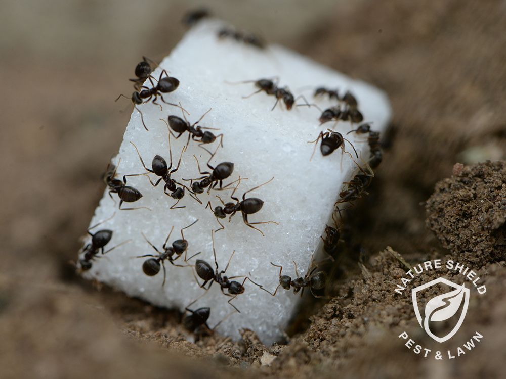 NATURE SHIELD PEST & LAWN - Updated August 2025 - 12 Photos - Meridian ...