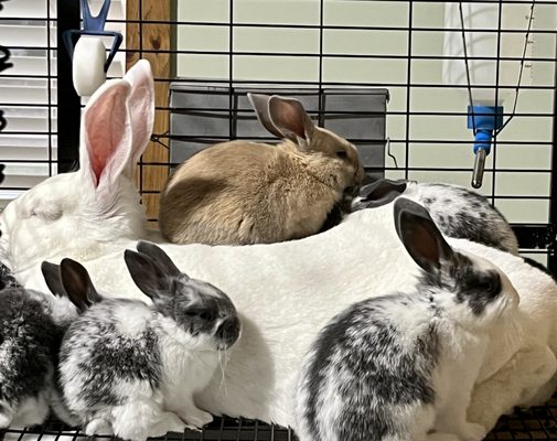 ROOSTERS RABBITS - Request Information - Big Rapids, Michigan - Pet ...