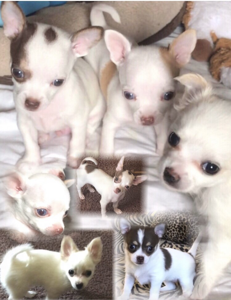 PRECIOUS CHI PETS - 14401 Arch St, Little Rock, Arkansas - Pet Breeders ...