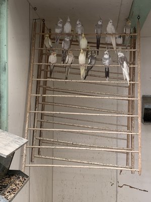 MAGNOLIA BIRD FARM - Updated December 2025 - 152 Photos & 212 Reviews ...