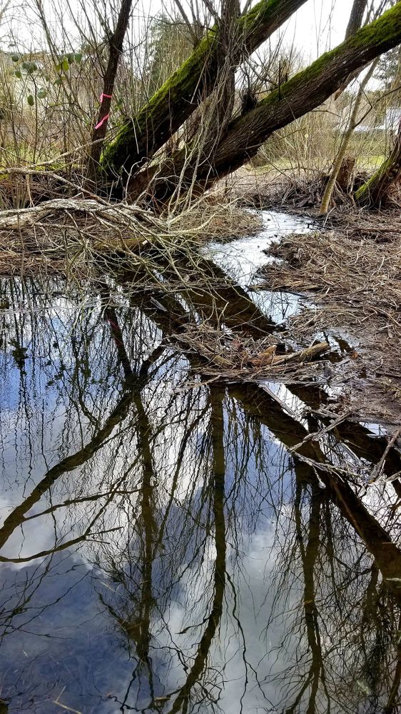 LOWAMI HART WOODS NATURAL AREA - Updated February 2025 - 25 Photos ...