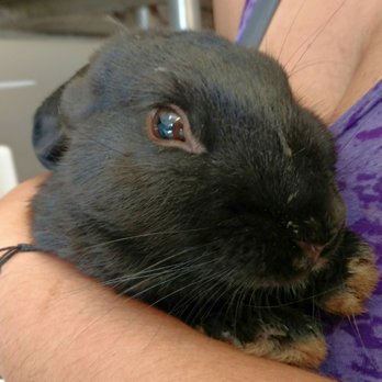BRAMBLEY HEDGE RABBIT RESCUE - Updated September 2025 - 20 Photos & 15 ...