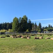 OLYMPIC GAME FARM - 689 Photos & 343 Reviews - 1423 Ward Rd, Sequim, WA ...