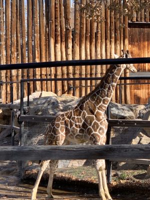 ABQ BIOPARK ZOO - 718 Photos & 234 Reviews - Zoos - 903 10th St SW ...