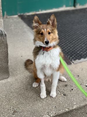 BORDER TAILS RESCUE - Updated July 2025 - 35 Photos & 44 Reviews - 2975 ...