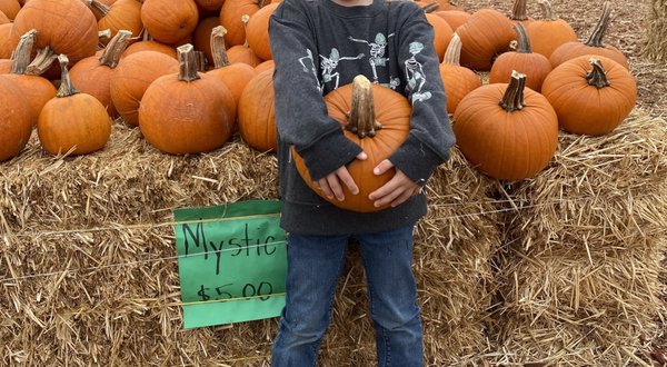 SEASONAL ADVENTURES PUMPKIN PATCH AND CHRISTMAS TREES - Updated October ...