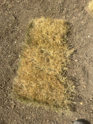 KING RANCH TURFGRASS - Updated October 2025 - 51 Photos - 4020 S Cooper ...