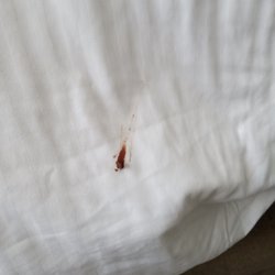 TOP 10 BEST Cherry Orchard Inn in Sunnyvale, CA - Updated 2026 - Yelp