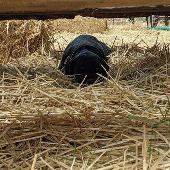 CRYSTAL BAY FARM - Updated November 2024 - 147 Photos & 68 Reviews - 40 ...