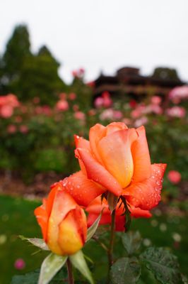 POINT DEFIANCE ROSE GARDEN - Updated July 2025 - 440 Photos & 29 ...
