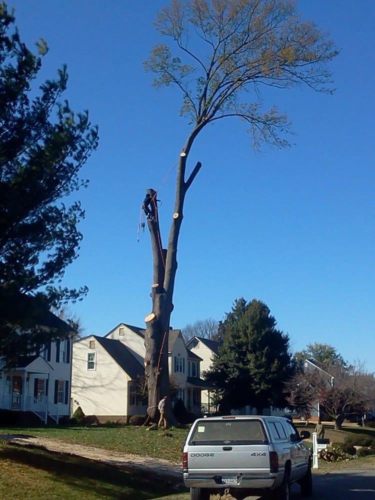 EAGER BEAVER TREE CARE - Updated June 2024 - Ruther Glen, Virginia ...