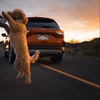 BELL FORD - 150 Photos & 401 Reviews - 2401 W Bell Rd, Phoenix, Arizona ...