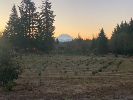 NOBLE GROVE TREE FARM - Updated December 2025 - 24030 SE 192nd St ...