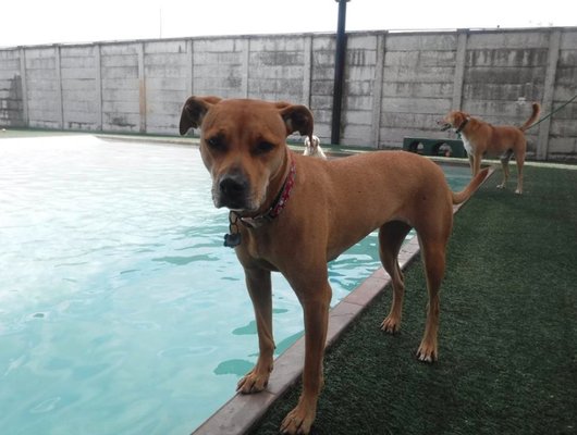 BAY PAWS PET RESORT - 44 Photos & 47 Reviews - 1212 N 34th St, Tampa ...