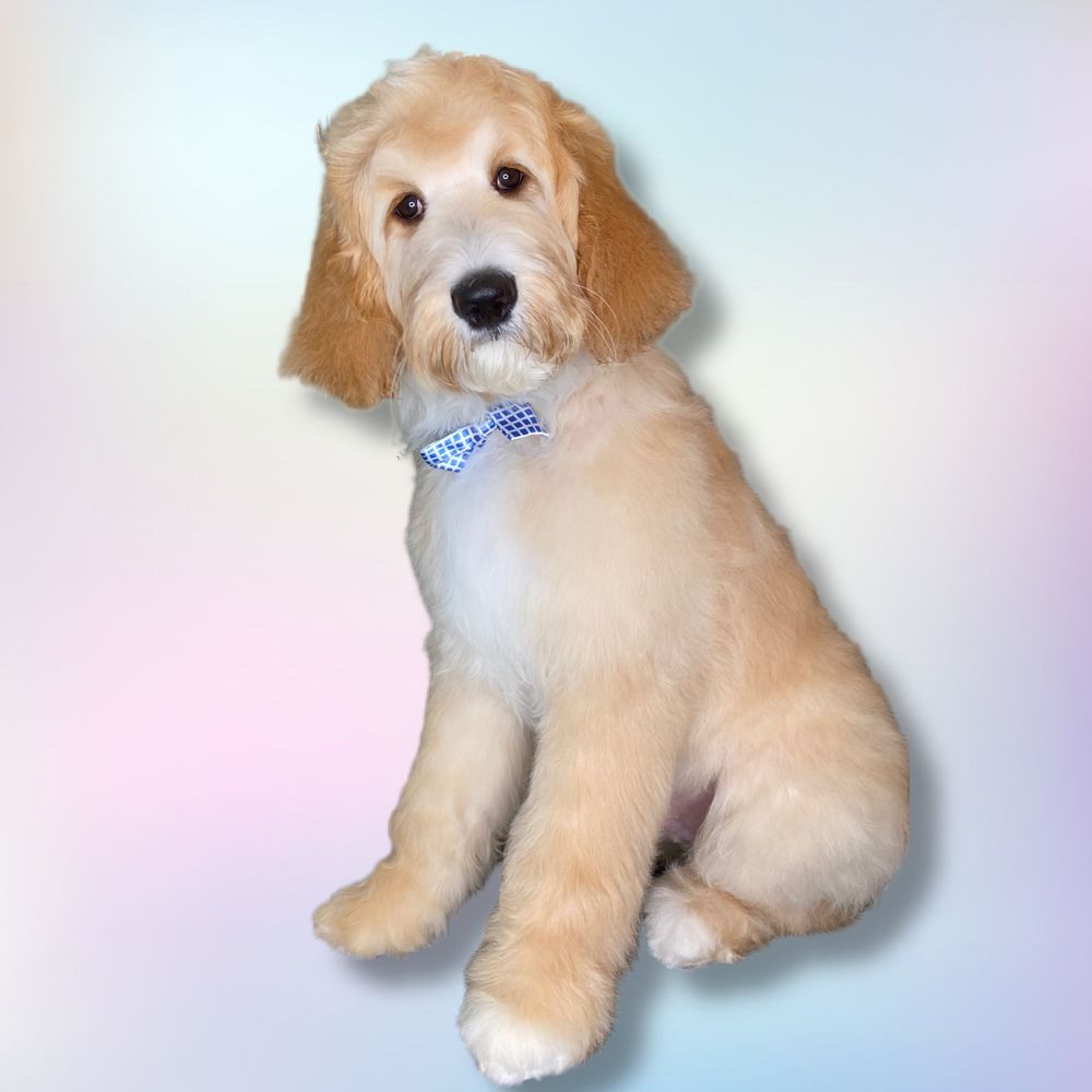 WAG ONE PET STYLING - Updated June 2024 - 52 Photos & 18 Reviews - 8945 ...